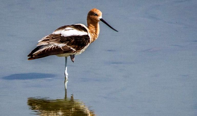 Check Out These 15 Small Birds with Long Beaks - OMG Birds!