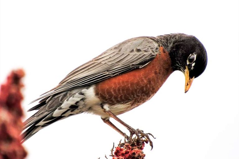 12 Melodious Song Birds of PA - OMG Birds!