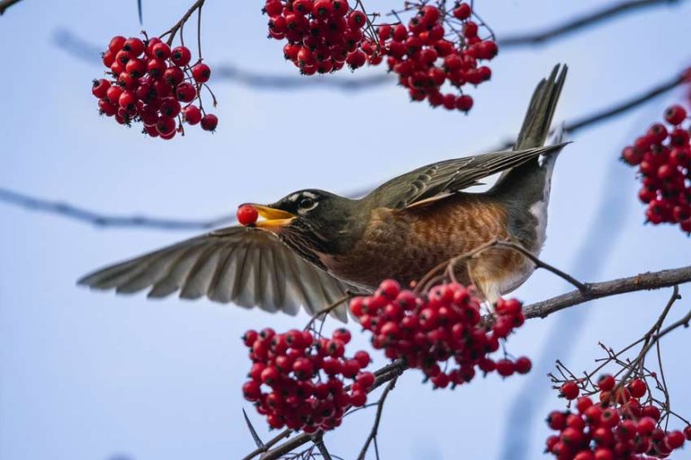 12 Melodious Song Birds of PA - OMG Birds!