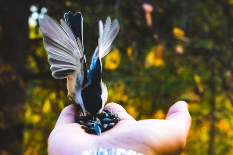 12 Melodious Song Birds of PA - OMG Birds!