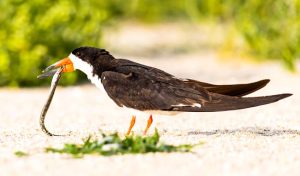 Check Out These 15 Small Birds with Long Beaks - OMG Birds!