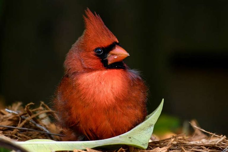 12 Melodious Song Birds of PA - OMG Birds!