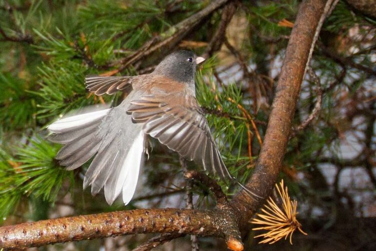 12 Melodious Song Birds of PA - OMG Birds!