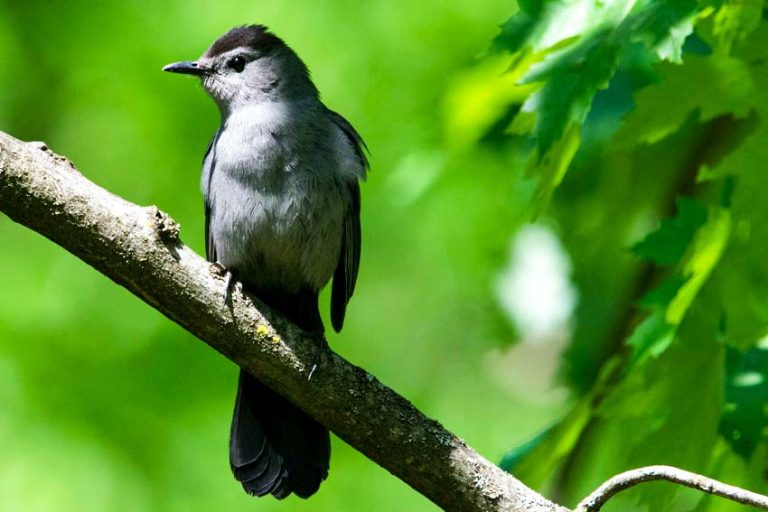 12 Melodious Song Birds of PA - OMG Birds!