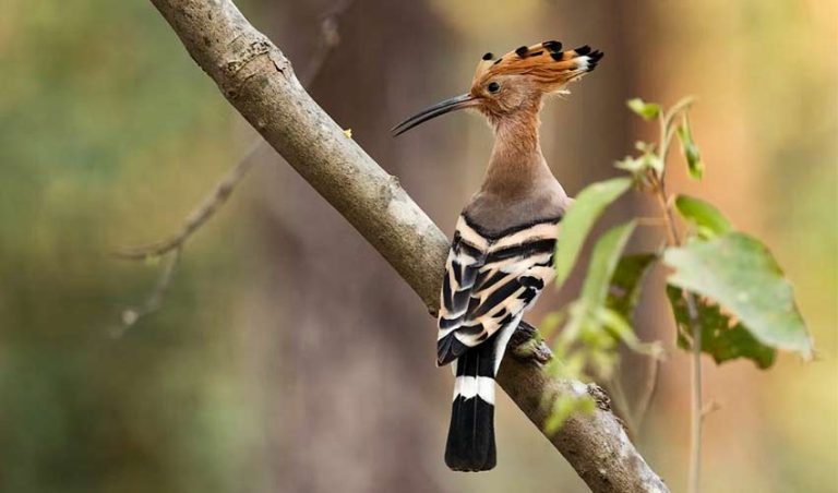 Check Out These 15 Small Birds with Long Beaks - OMG Birds!