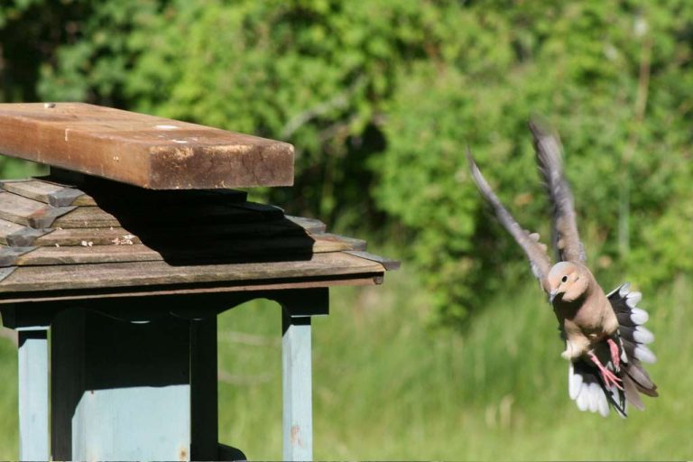 12 Melodious Song Birds of PA - OMG Birds!