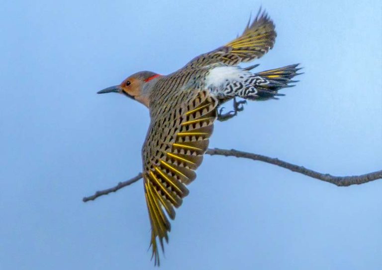 10 Species of Woodpeckers in Arkansas - OMG Birds!