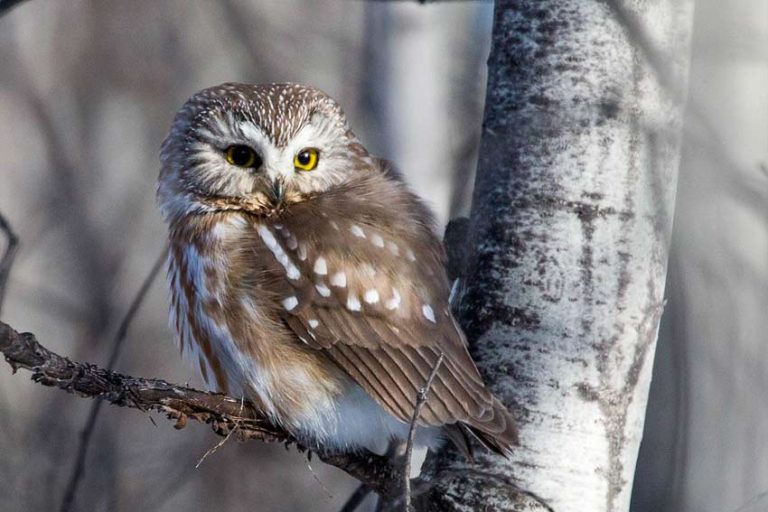 7 Gorgeous Owls You Can Find in Kentucky - OMG Birds!