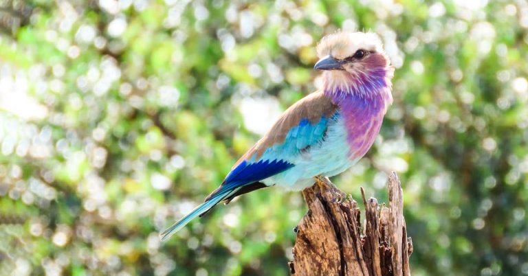 10 of the World's Gorgeous Purple Birds - OMG Birds!