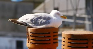 Seagulls Sleeping Habits: Where do Seagulls Sleep? - OMG Birds!
