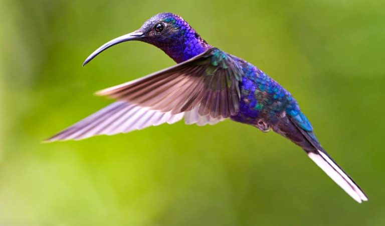 10 of the World's Gorgeous Purple Birds - OMG Birds!