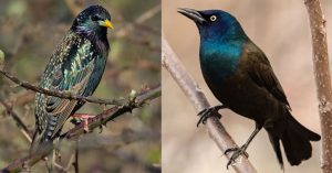 Differences Between a Grackle vs Starling - OMG Birds!