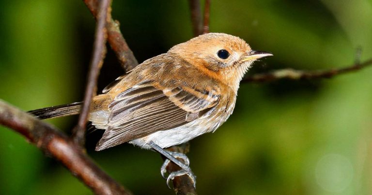 Identifying the Native Birds of Kauai - OMG Birds!