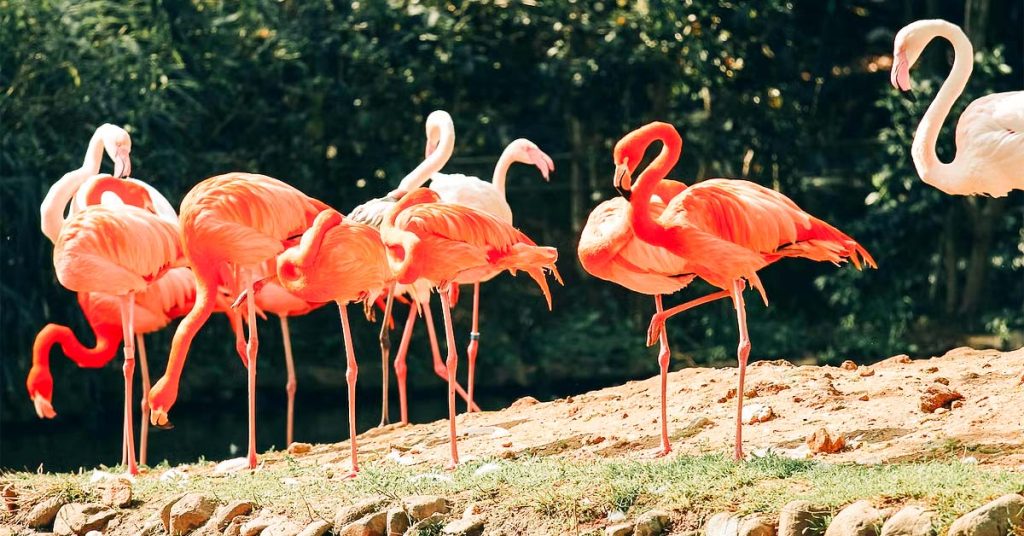 8 Cool-Looking Birds with Long Legs - OMG Birds!