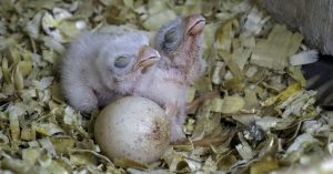 How long does it take for bird eggs to hatch? - OMG Birds!
