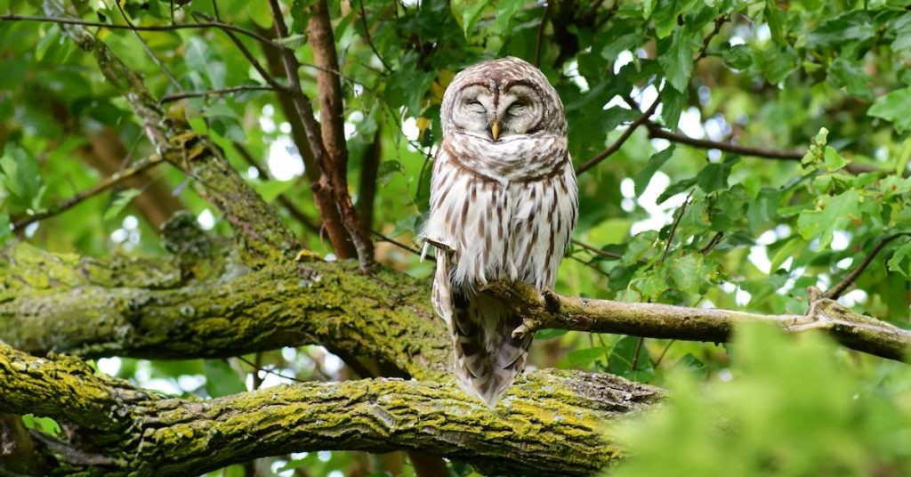 11 Awesome Owls You Can Find in Illinois - OMG Birds!