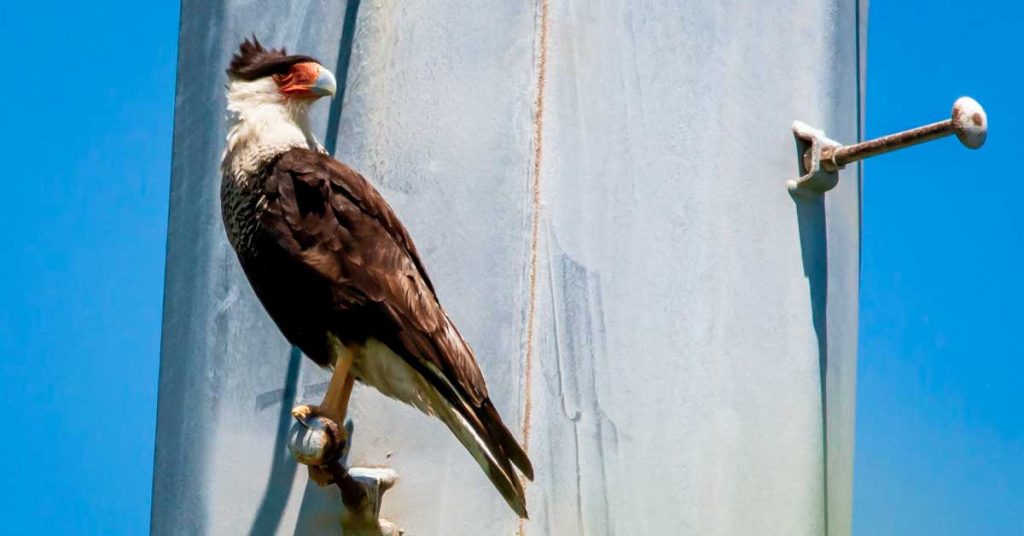 Bird Facts Archives - OMG Birds!