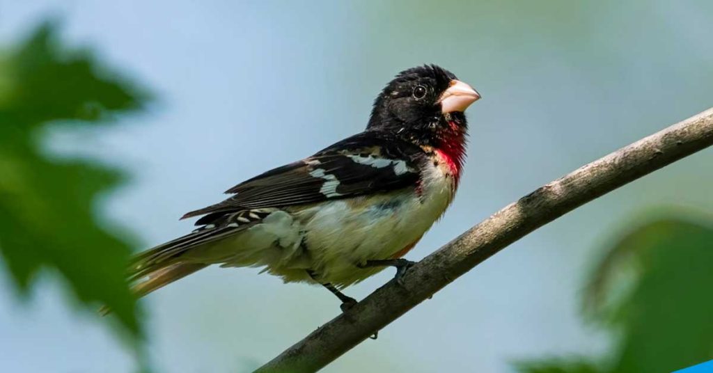 12 Birds of Iowa You'll Fall in Love with - OMG Birds!