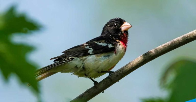 12 Birds of Iowa You'll Fall in Love with - OMG Birds!
